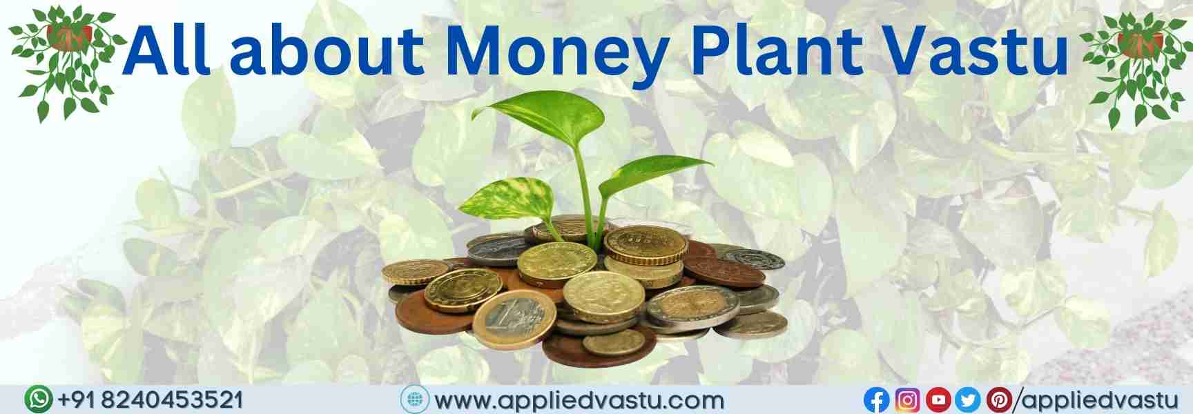 Vastu for money plant and its placement and tips By AppliedVastu