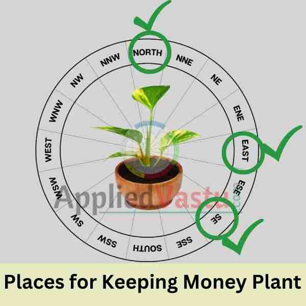 Vastu for money plant and its placement and tips By AppliedVastu