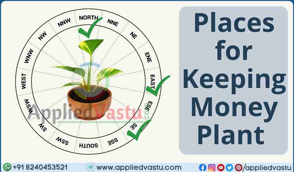 Vastu for money plant and its placement and tips By AppliedVastu